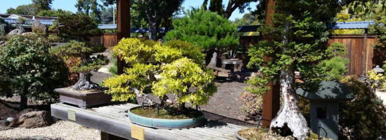 Bonsai Garden - The Gardens at Lake Merritt