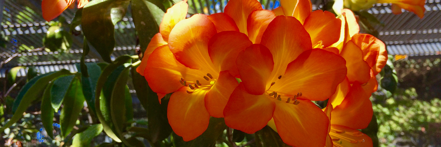 Vireya Garden - The Gardens at Lake Merritt